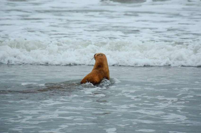 Así fue el regreso al mar de cuatro lobos marinos que fueron ...